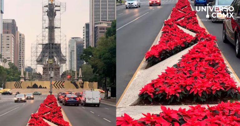 Miles De Nochebuenas Adornan La CDMX, La Planta Mexicana Llena De Color ...